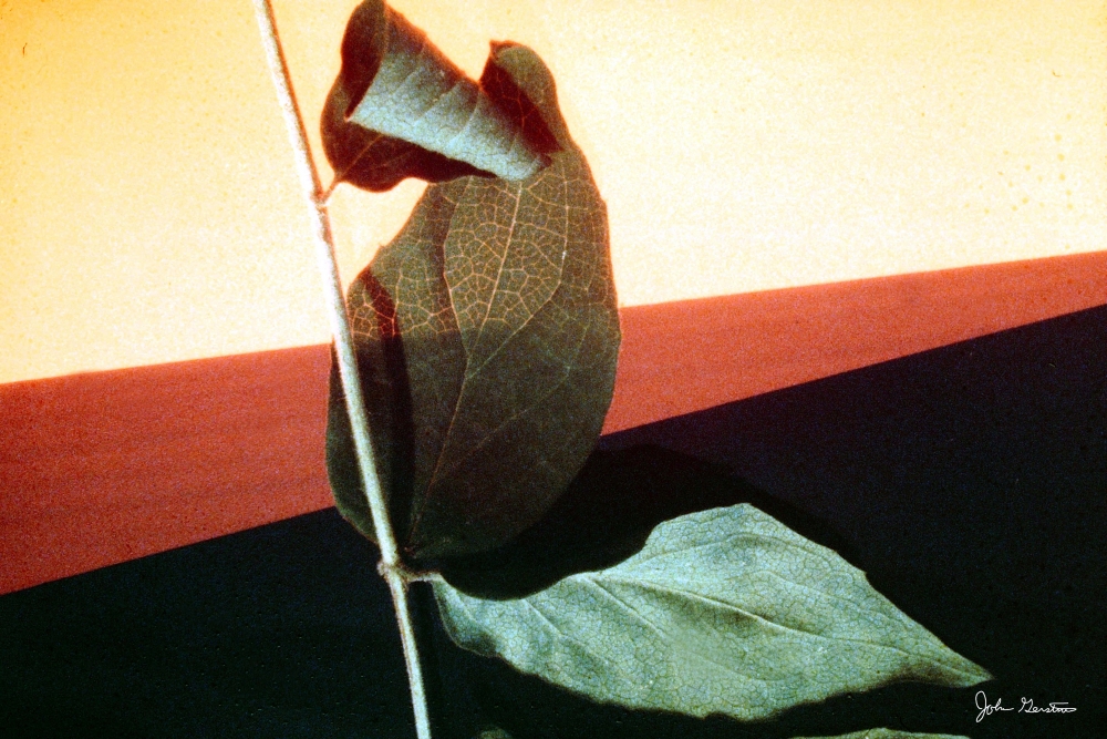 Painted Nature - John Gerstner